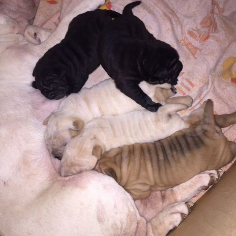 Шарпейчики