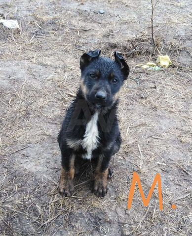 Собаки бесплатно в добрые руки щенки