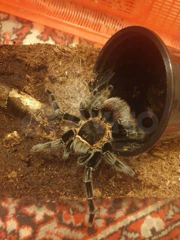 Паук птицеед