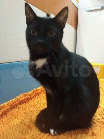 Котики бесплатно