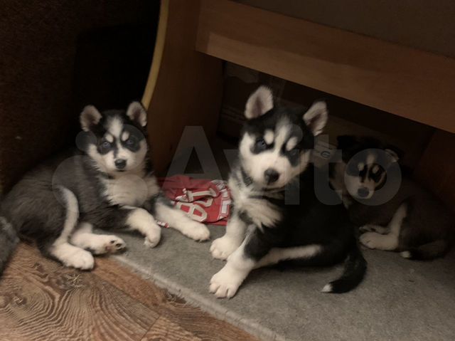 Сибирский хаски щенки