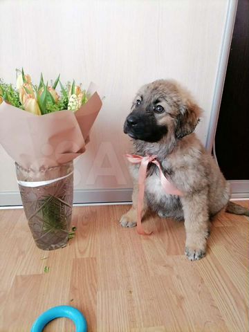 Щенок Астик ищет семью