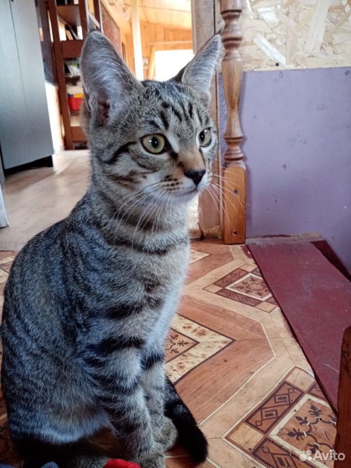 Котёнок 4 месяца, окрас табби
