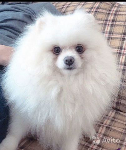 Шпиц кобель малый