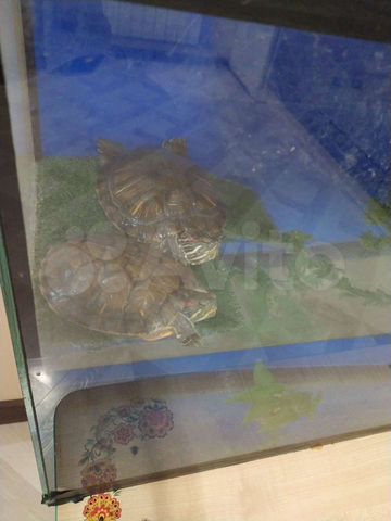 Красноухая черепаха с аквариумом