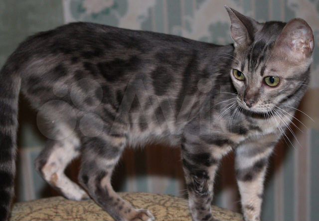 Бенгальская кошка 2 года не стерилизована