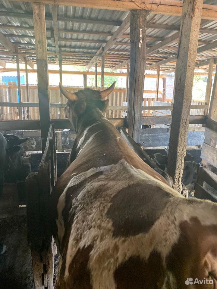 Бычки годовалые