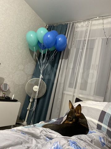 Отдам метис таксу