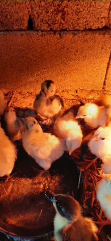 Цыплята несушки