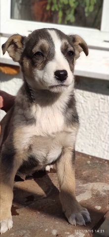 Ищем добрые ручки для щенков