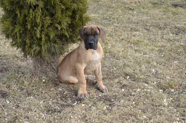 Прекрасный щенок немецкого дога