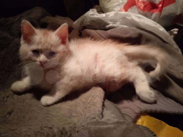 Котята