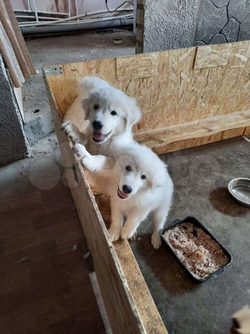 Маремма итальянская овчарка