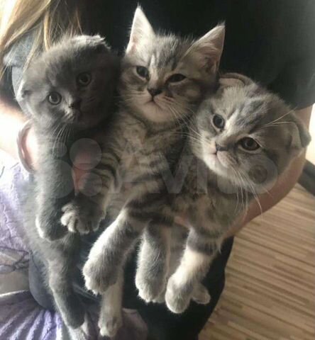 Британские котята(скотиш фолд)