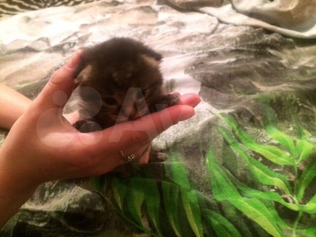 Британские котята