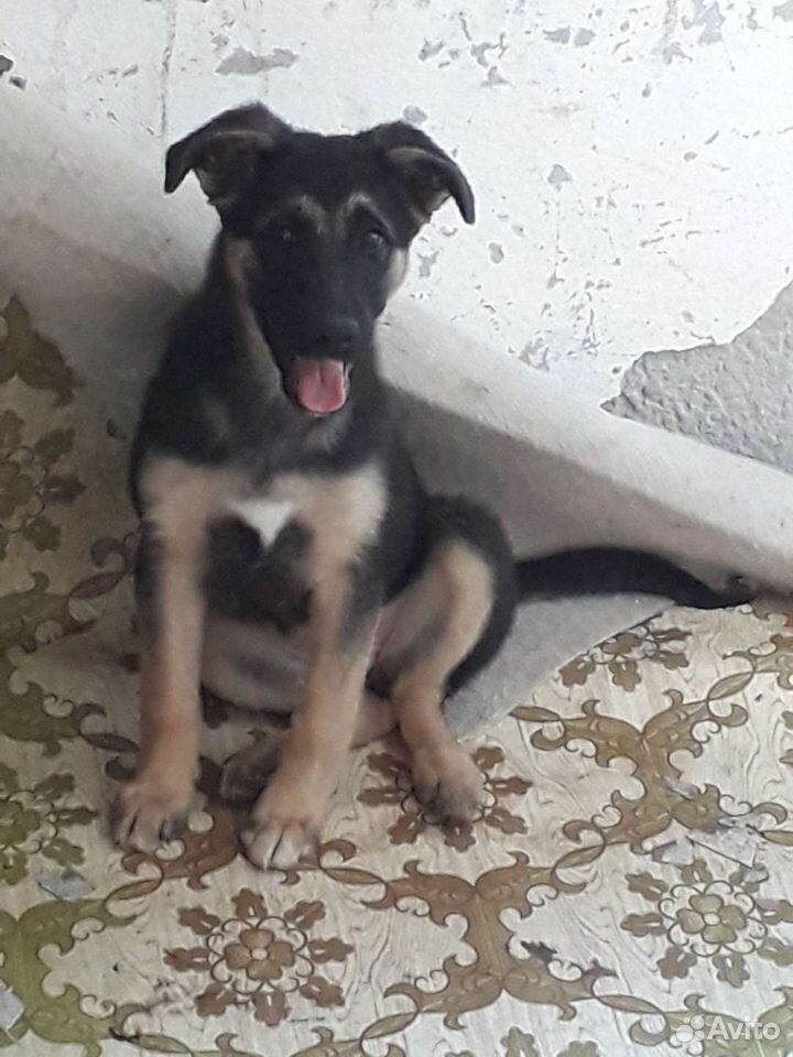 Позрослевший щенок ищет дом