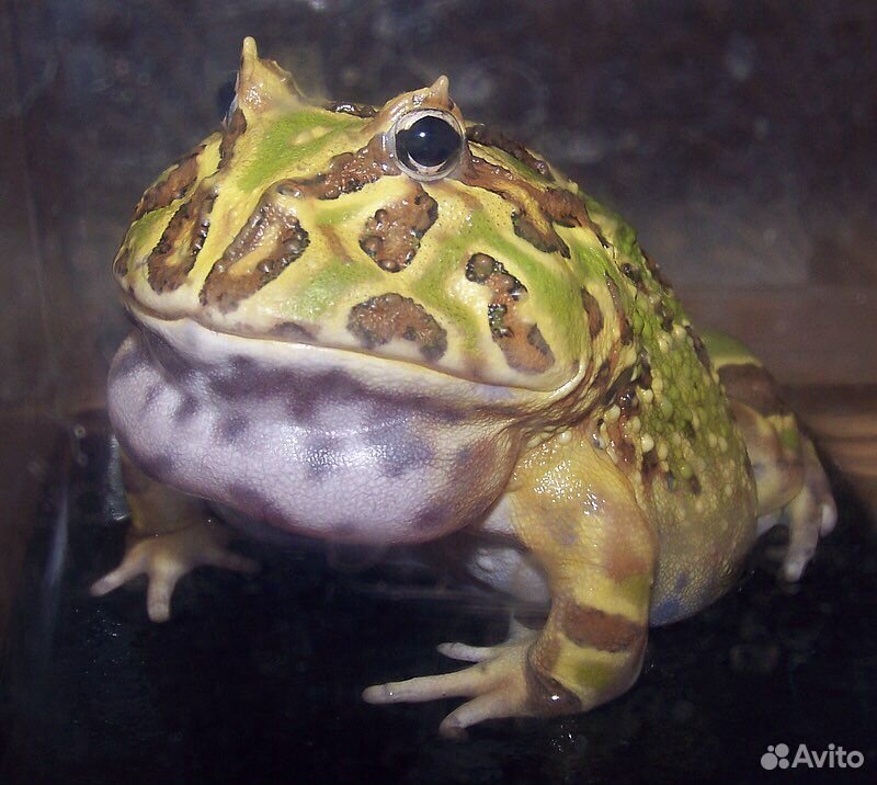 Чакская Рогатка