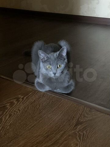 Отдам кошку в добрые руки