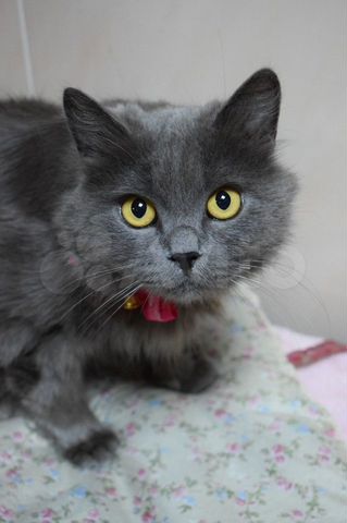 Кошечка Зефирка 1,5 года ищет дом