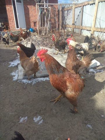 Продам петухов 8 месяцев