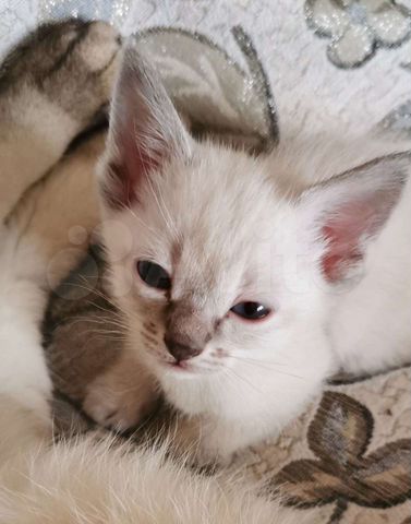 Кошка