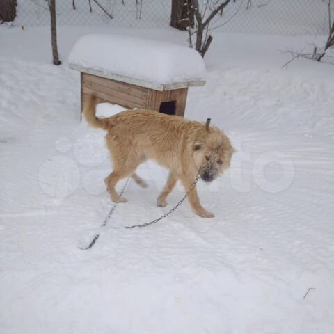Рыжий пёс по кличке Клаус