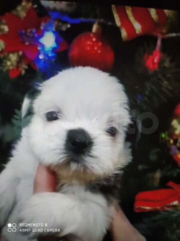 Малыши под ёлку