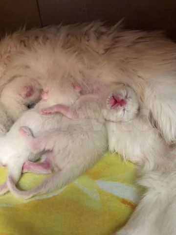 Котята