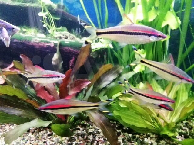 Аквариумные рыбки Барбус денисони (Sahyadria denis