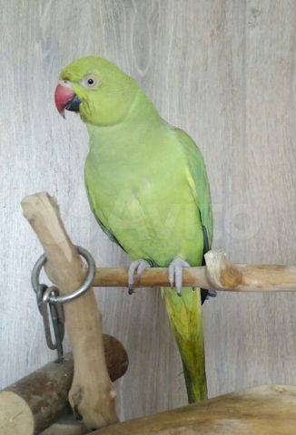 Ожереловый попугай самка