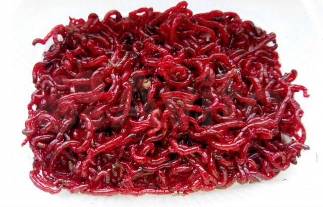 Мотыль Уральский (крупный)