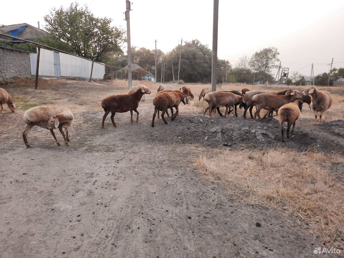 Продаются курдючные овцематки