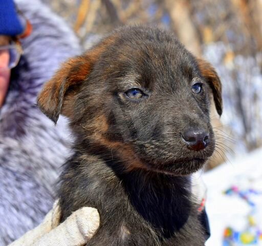 Щенок девочка Альта на охрану 2-3 месяца