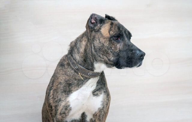 Собака Варя в добрые руки