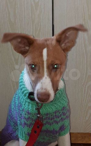 Щенок 6 месяцев привит кастрирован