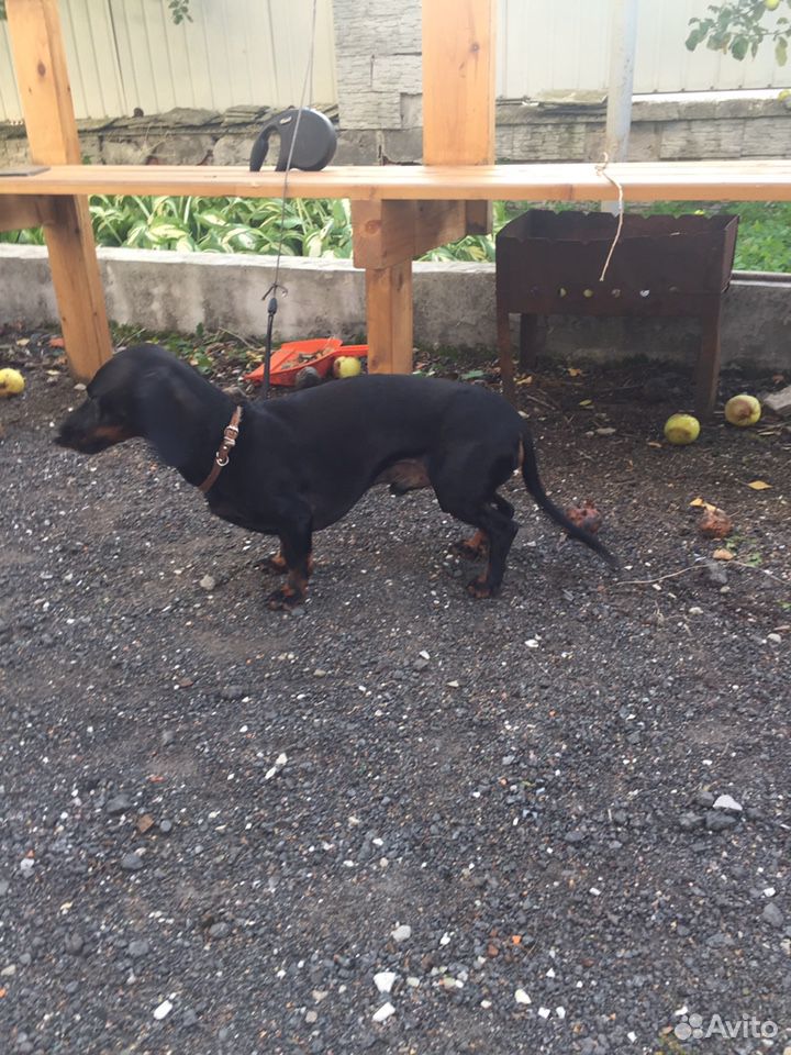 Такса мальчик