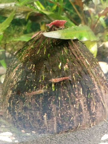 Креветки вишни, подростки данио