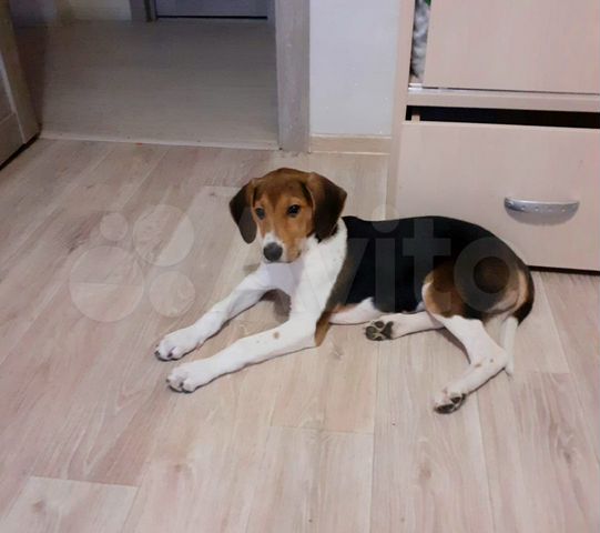 Эстонская гончая собака