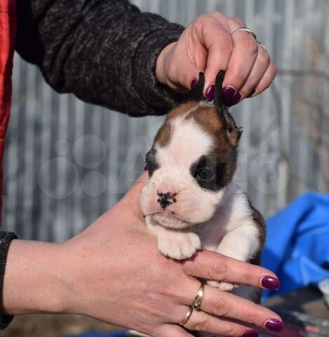 Кобель Боксера