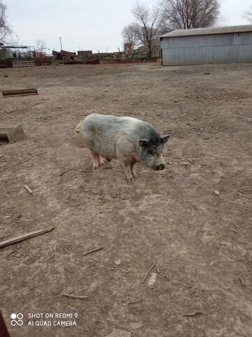 Вьетнамский кабан