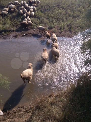 Продаем барашки разного возраста