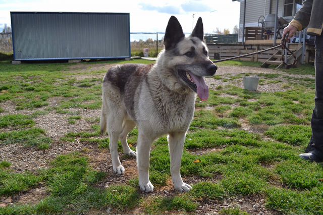 Необыкновенный пес в добрые руки, в дар