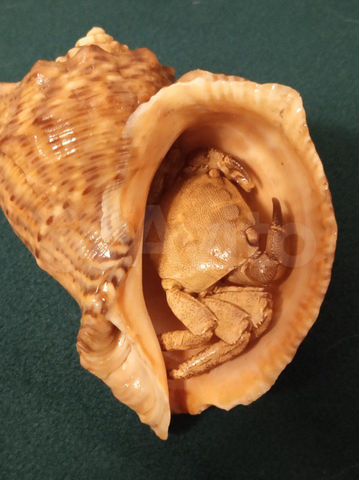 Ракушка с крабиком внутри