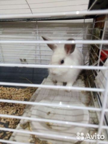 Кролик ручной с клеткой