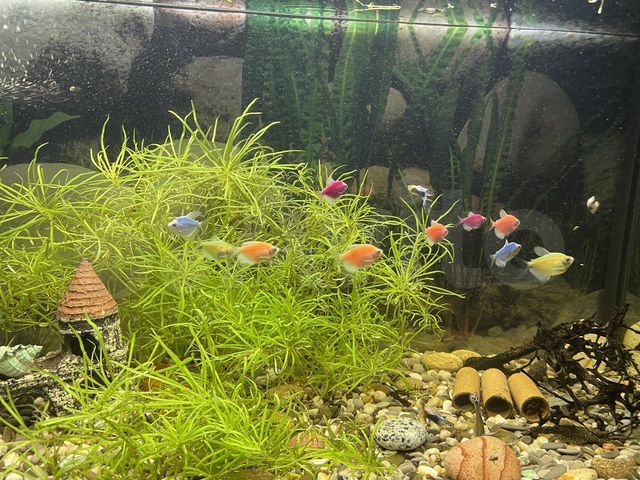 Аквариумные рыбки (тернеция гло)