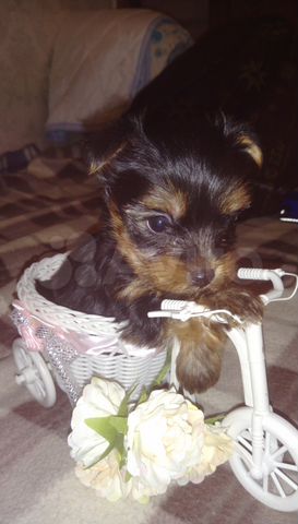 Щеночек Йоркширского терьера - девочка