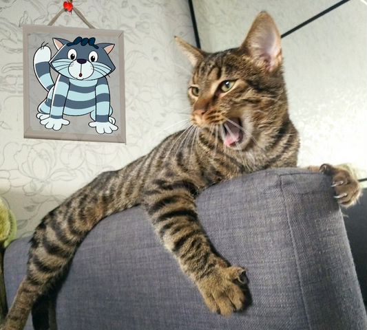 Вася шикарный полосатый котенок подросток
