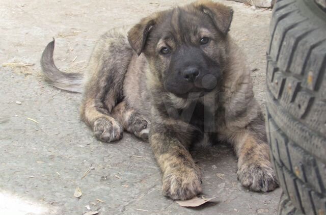 Щенок алабая на охрану