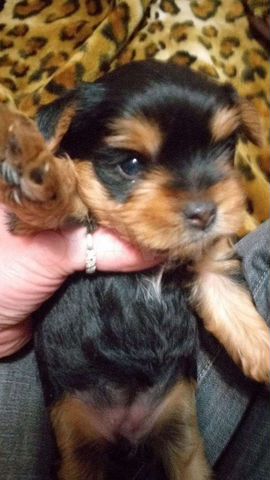 Йоркширский терьер мини