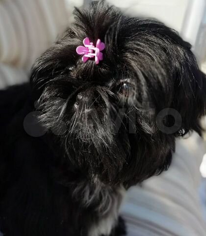 Ши-тцу девочка